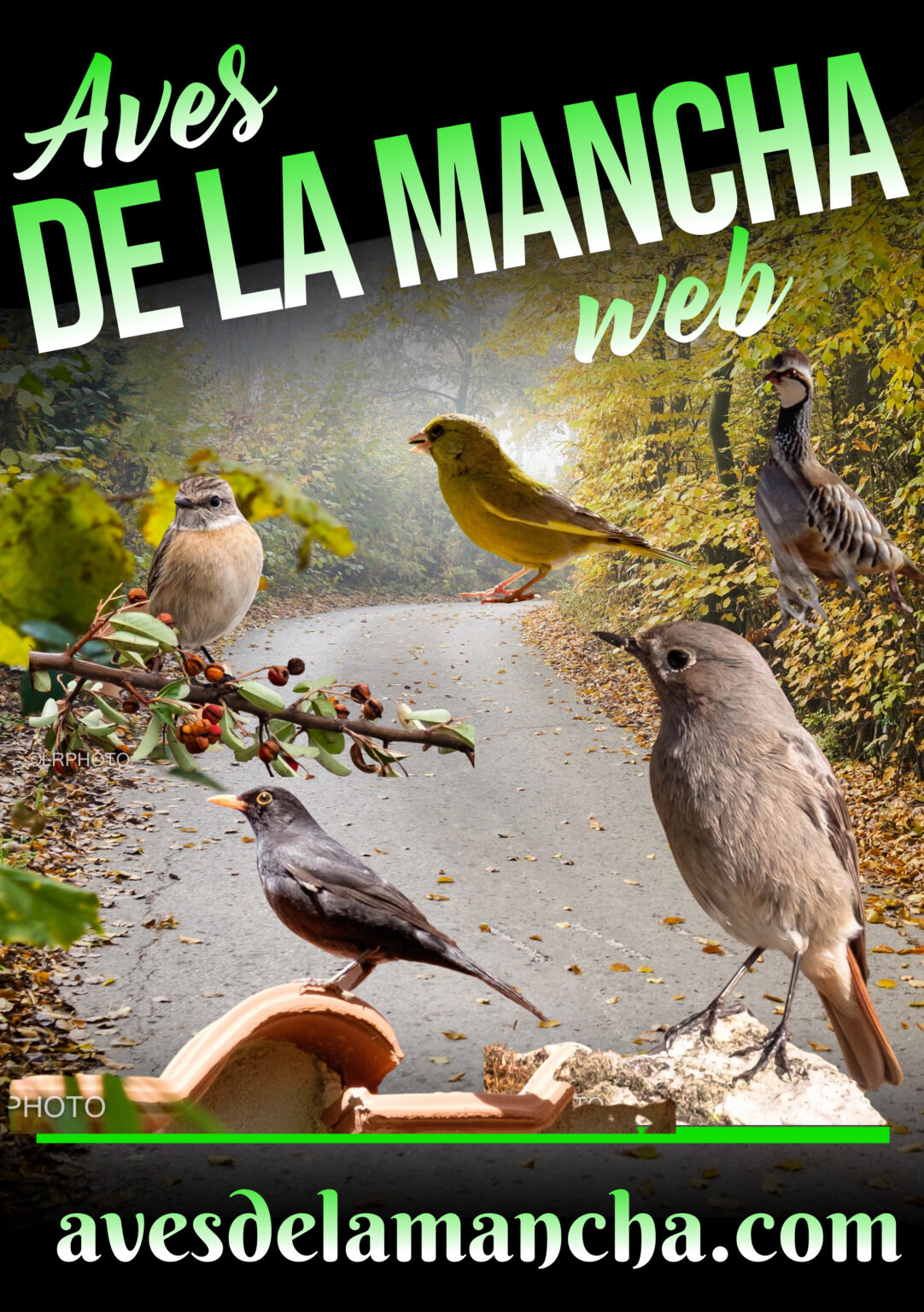 Aves y naturaleza en España: guía práctica para observar y fotografiar ...